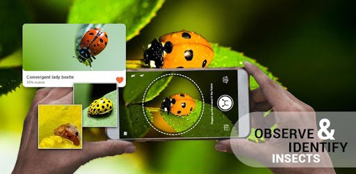 Insect identifier App by Photo, Camera 2020 for PC - Free Download ...