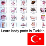 Learn Body Parts in Turkish for PC - Free Download & Install on Windows ...