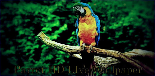 Parrot HD Wallpaper Live for PC - Free Download & Install on Windows PC ...
