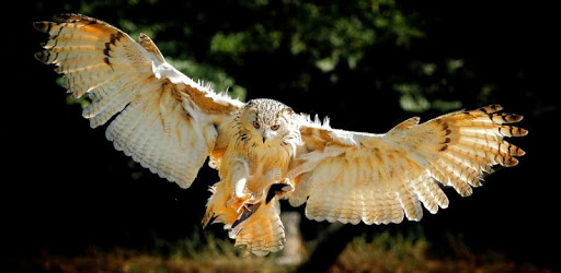 Owl Lock Screen & Wallpaper for PC - Free Download & Install on Windows ...