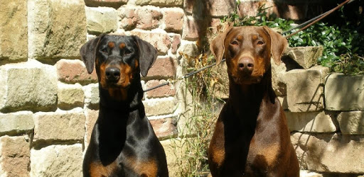Doberman Pinscher Dogs Themes for PC - Free Download & Install on ...