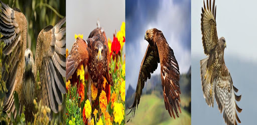 Hawk Wallpaper for PC - Free Download & Install on Windows PC, Mac