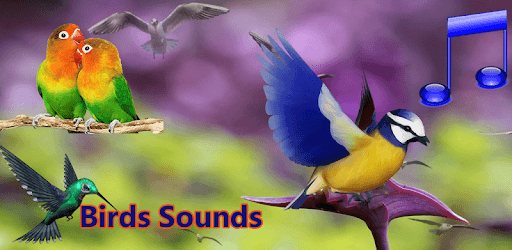 Amazing Bird Sounds Effects - Latest Birds Noises for PC - Free ...