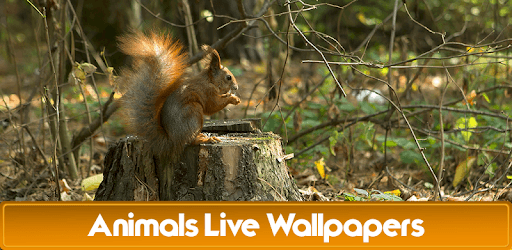 Animals Live Wallpapers for PC - Free Download & Install on Windows PC, Mac