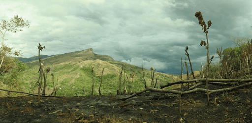 Forest Watcher for PC - Free Download & Install on Windows PC, Mac