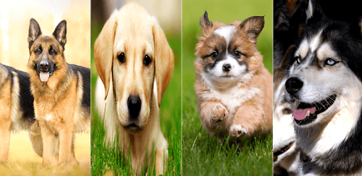 Best Dog Wallpapers for PC - Free Download & Install on Windows PC, Mac