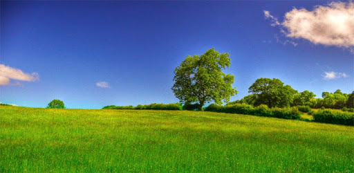 Field HD Wallpapers for PC - Free Download & Install on Windows PC, Mac