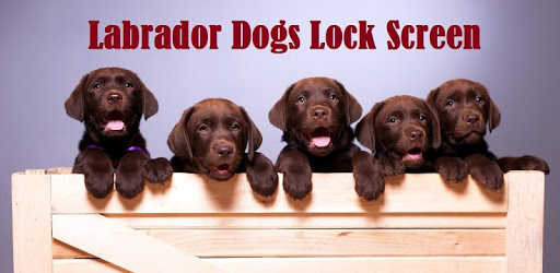 Labrador Dogs Lock Screen for PC - Free Download & Install on Windows ...