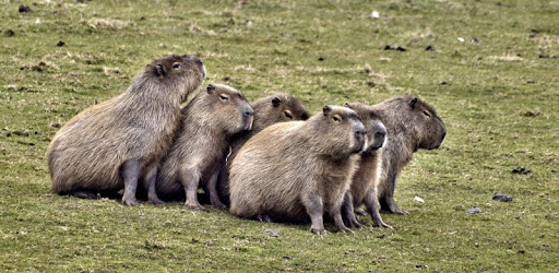 Capybara Wallpaper HD for PC - Free Download & Install on Windows PC, Mac