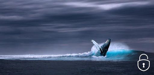 Blue Whale for PC - Free Download & Install on Windows PC, Mac