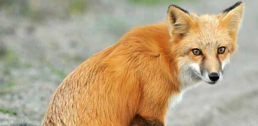 Red Fox Live Wallpaper for PC - Free Download & Install on Windows PC, Mac