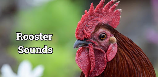 Rooster Sounds - Alarm Ringtones for PC - Free Download & Install on ...