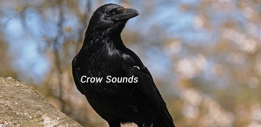 Appp.io - Crow Sounds for PC - Free Download & Install on Windows PC, Mac