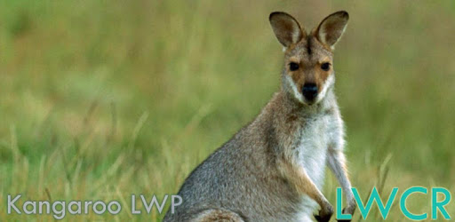 kangaroo live wallpaper for PC - Free Download & Install on Windows PC, Mac