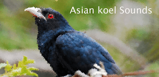 Asian koel Sounds ~ Sboard.pro for PC - Free Download & Install on ...