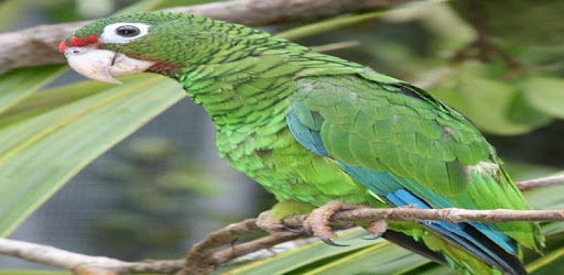 Parrot for PC - Free Download & Install on Windows PC, Mac