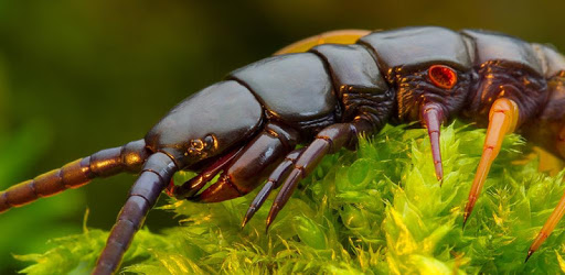 Centipede Wallpaper for PC - Free Download & Install on Windows PC, Mac