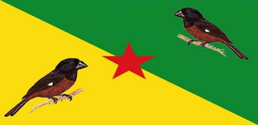 Picolette-Cùrio for PC - Free Download & Install on Windows PC, Mac