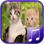 Cat Sounds – Cat Noises App for PC - Free Download & Install on Windows ...