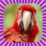 Parrot Talking for PC - Free Download & Install on Windows PC, Mac