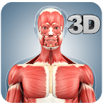 Muscle Anatomy Pro. for PC - Free Download & Install on Windows PC, Mac