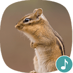 Appp.io - Chipmunk Sounds for PC - Free Download & Install on Windows PC, Mac