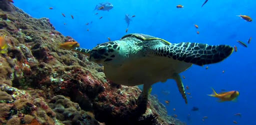 Sea Turtle. Live wallpaper. for PC - Free Download & Install on Windows ...